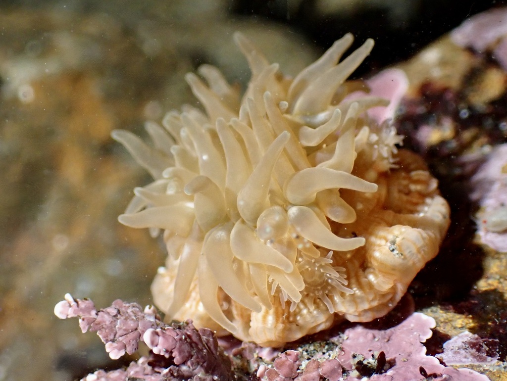 Brooding Anemone from Dillon Beach, CA, USA on November 25, 2022 at 06: ...
