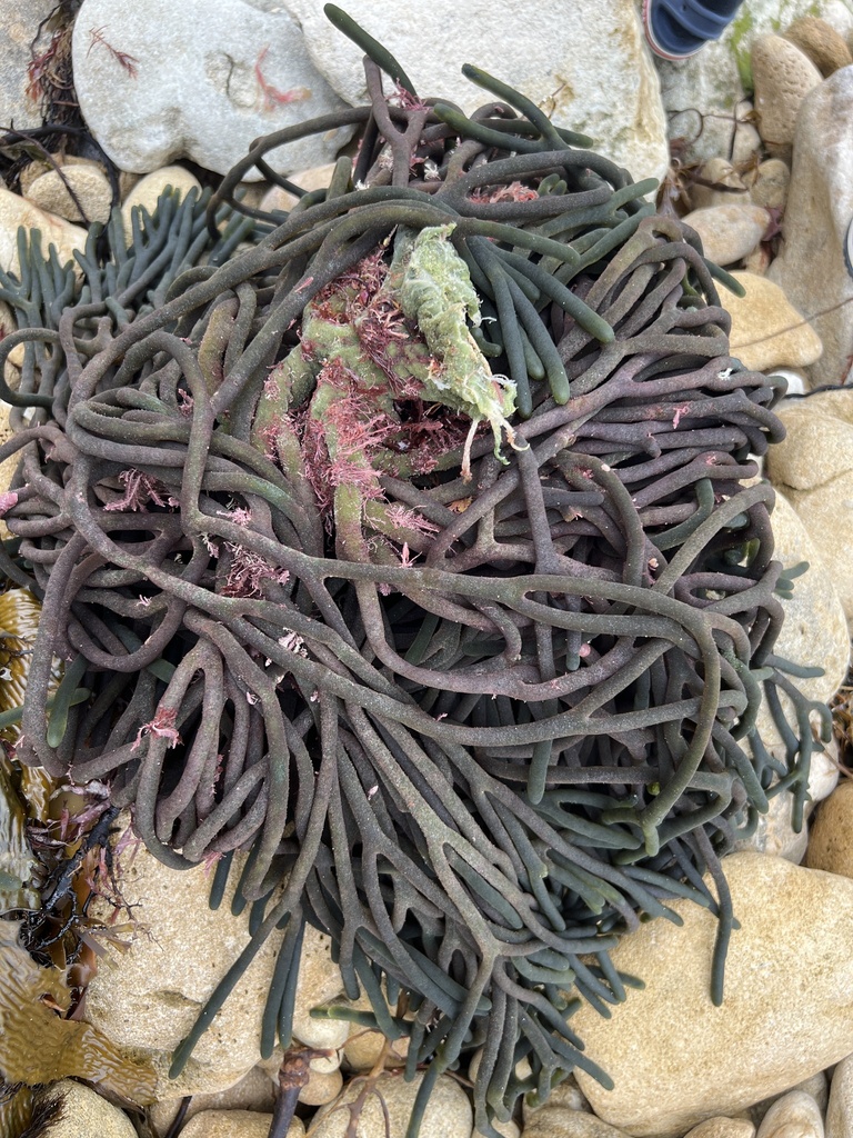 (Codium galeatum) - Botanical Realm