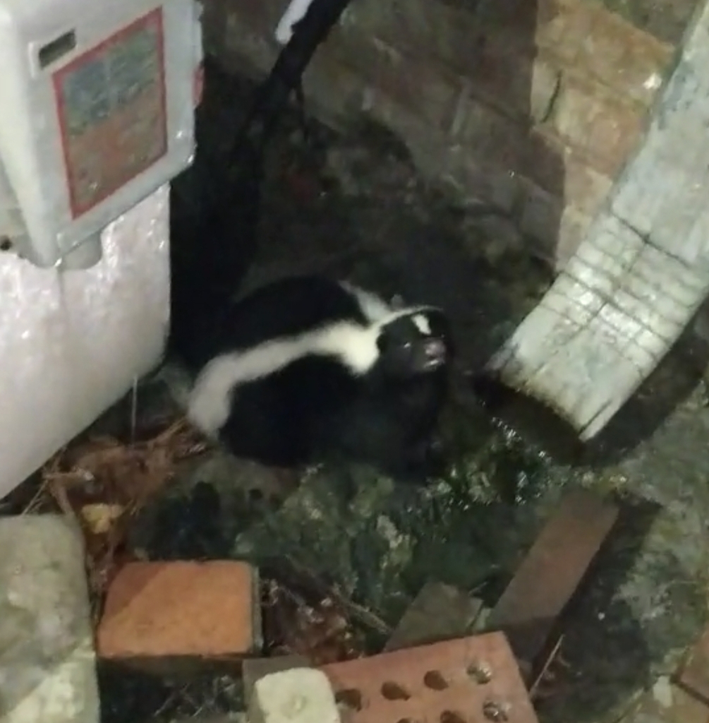 Striped Skunk from Main Building, Athens, GA 30601, USA on September 27 ...