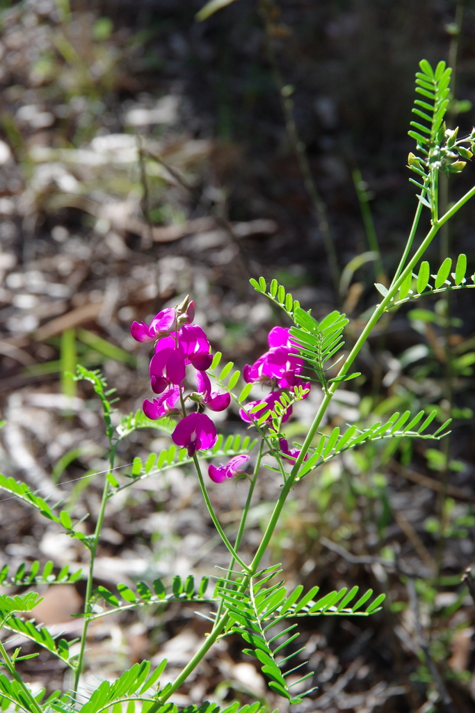 Smooth Darling Pea from Carnarvon Park QLD 4722, Australia on August 19 ...