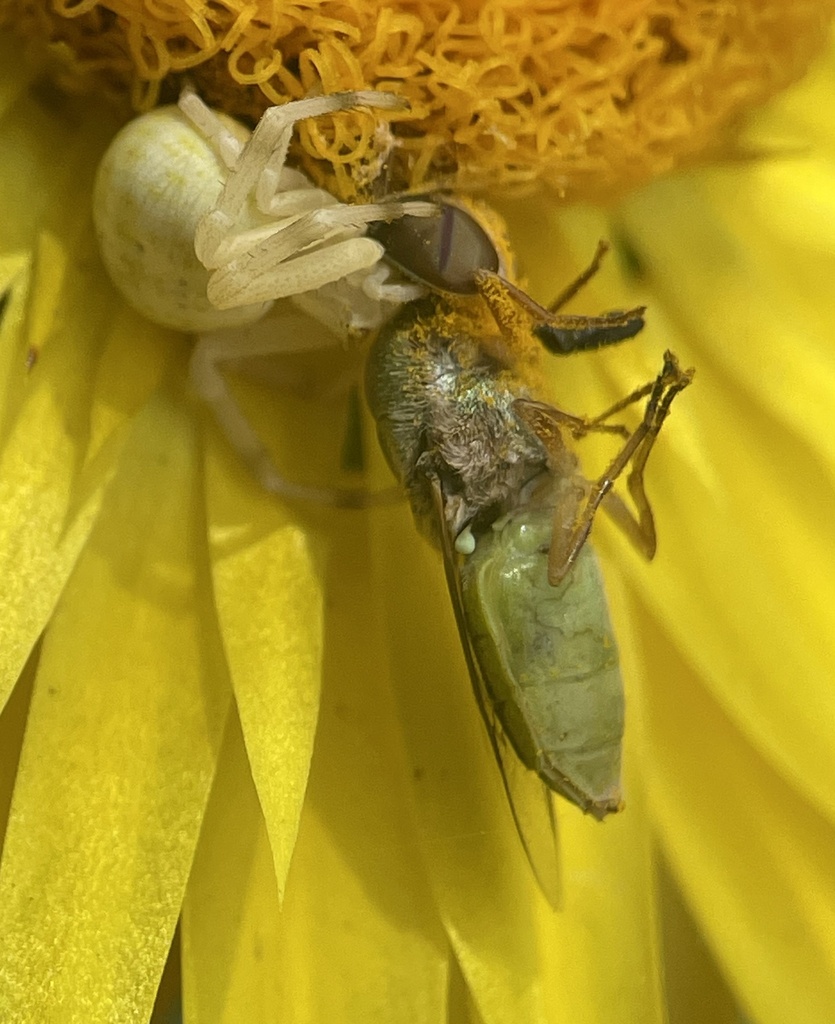 Milky Flower Spider from South St, Benalla, VIC, AU on November 26 ...