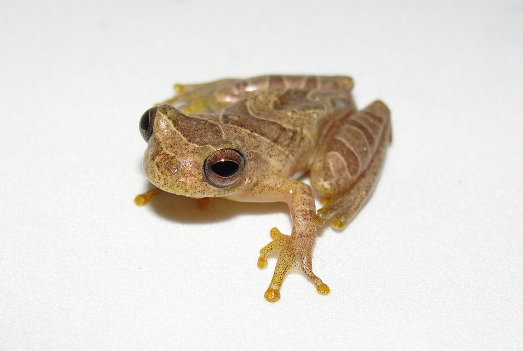 Dendropsophus stingi (Anfibios de (Amphibians of) Sabanalarga, Casanare ...