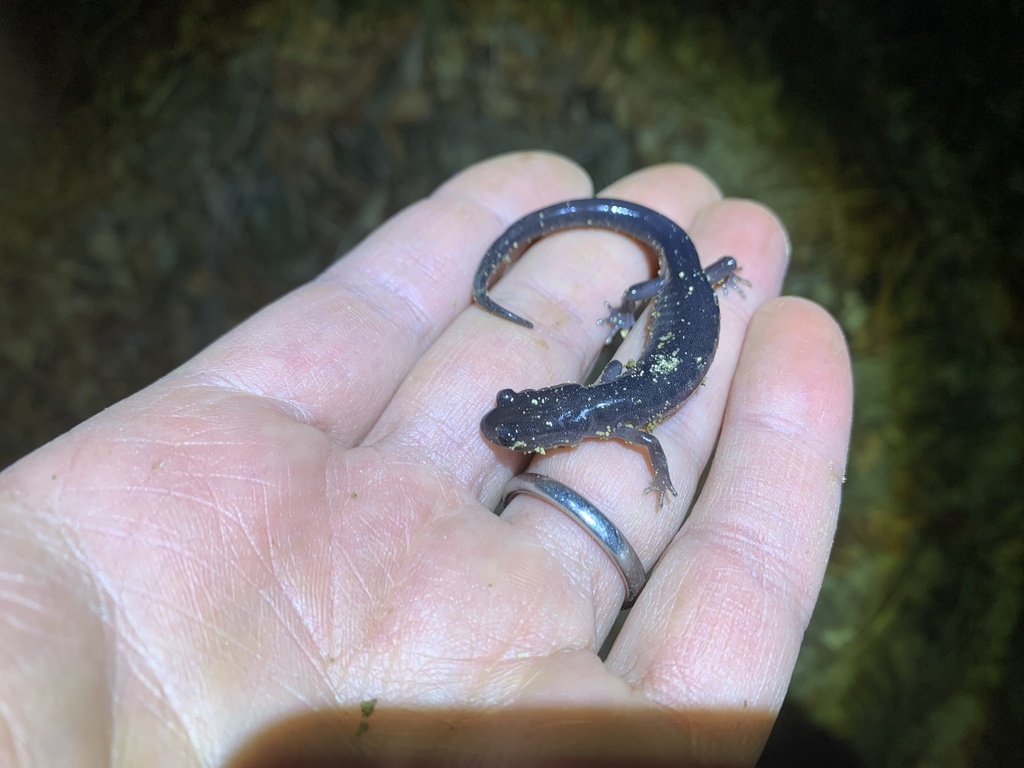 Northern Gray-cheeked Salamander from Rocky Creek Rd, Boone, NC, US on ...