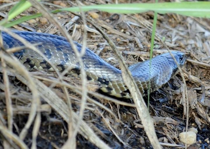 False Water Cobra from Serrana on November 26, 2018 at 10:22 AM by ...