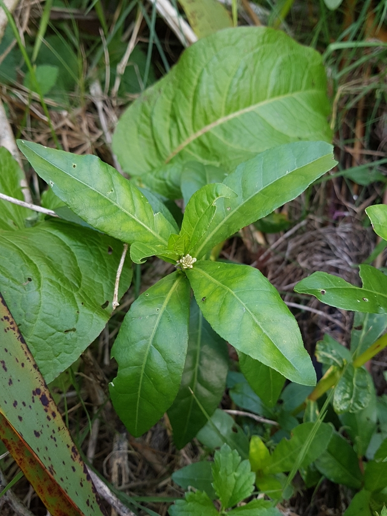Alligatorweed From Flagstaff Hamilton New Zealand On November 26 Alligatorweed From Flagstaff Hamilton New Zealand On November 26