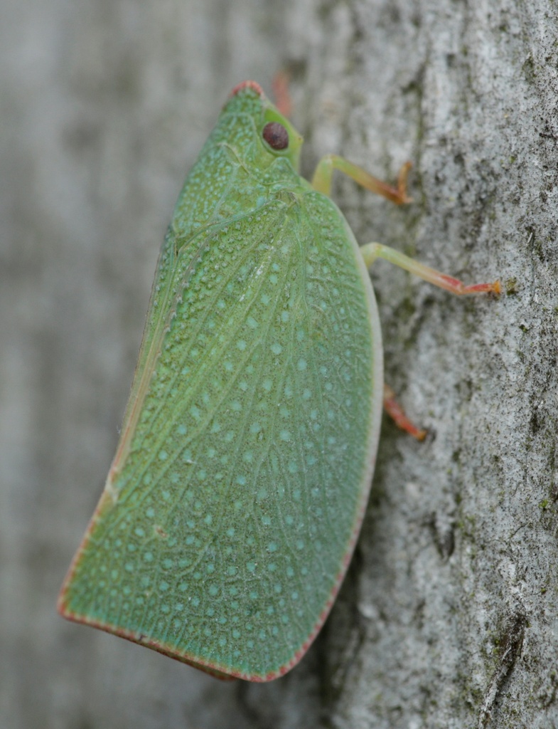Torpedo Bug from Arthurs Seat VIC 3936, Australia on November 25, 2022 ...