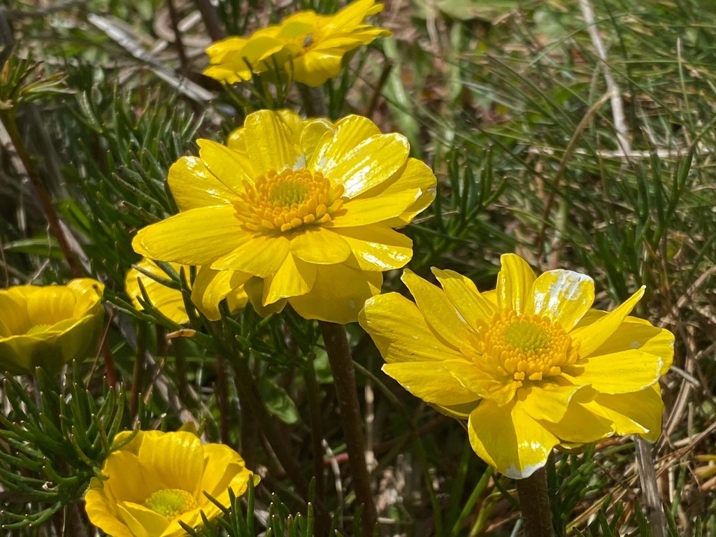 Gunn's alpine buttercup from Alpine National Park, Hotham Heights, VIC ...