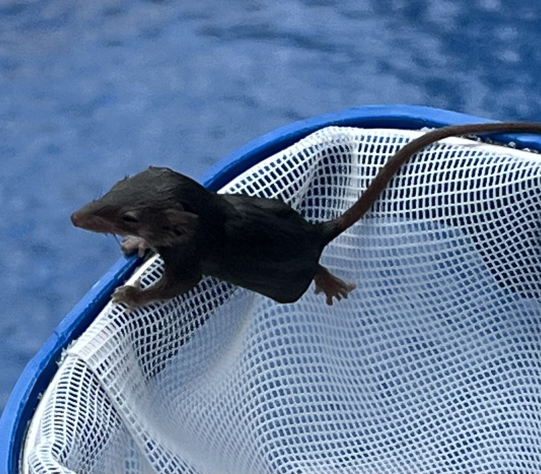 Planigale maculata (Gould, 1851)