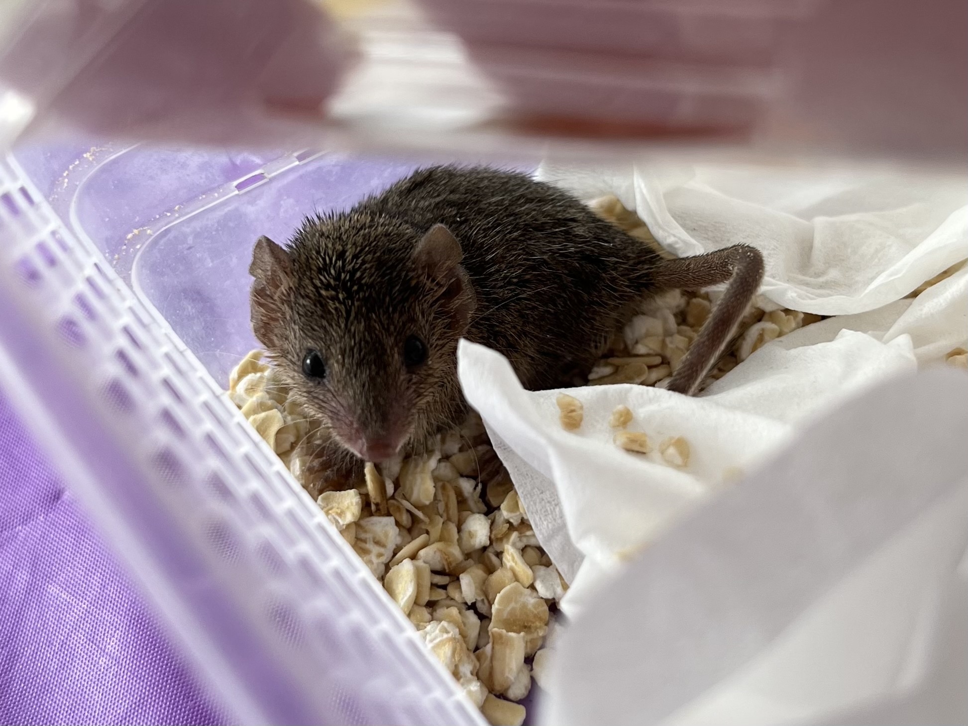 Planigale maculata (Gould, 1851)