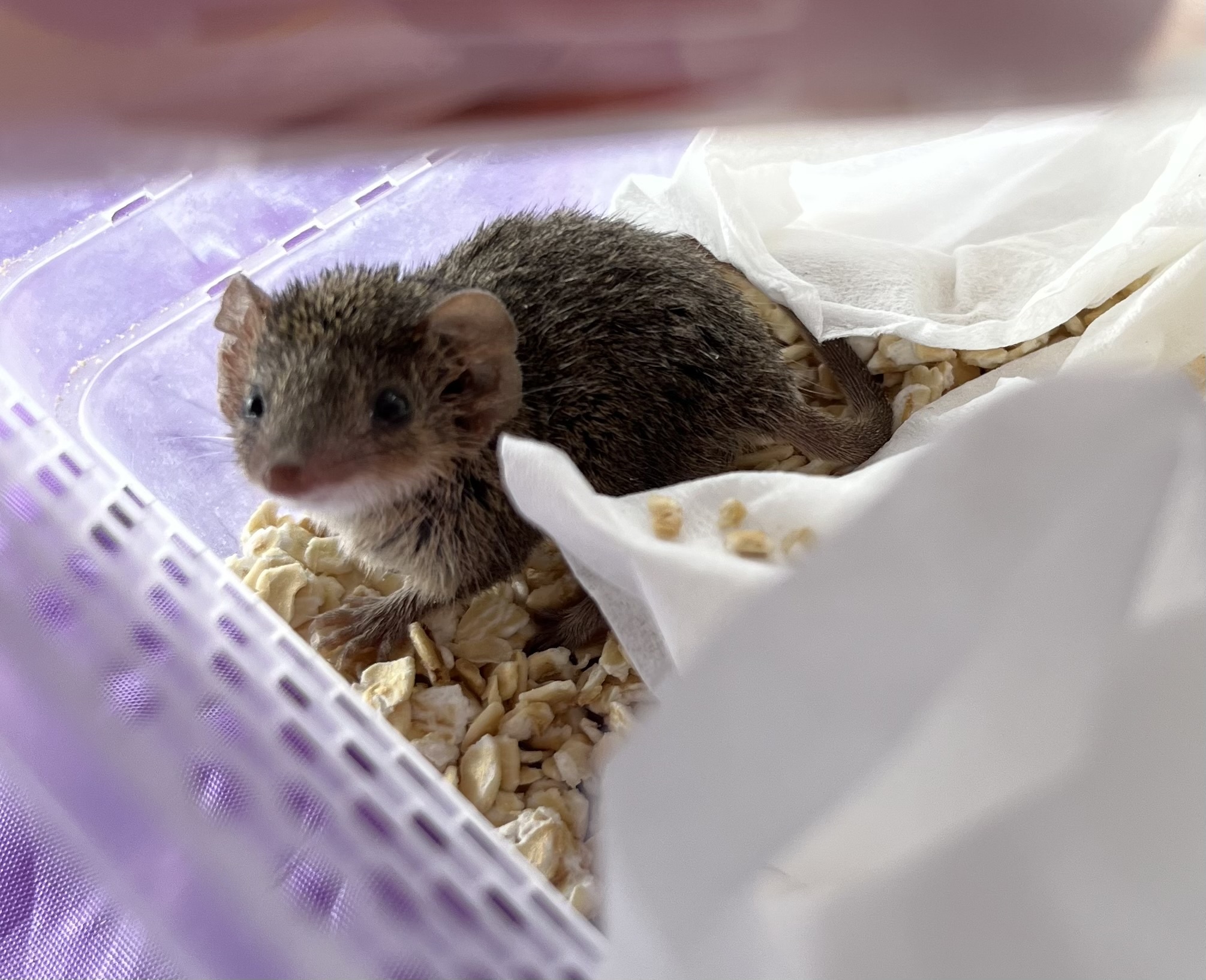 Planigale maculata (Gould, 1851)