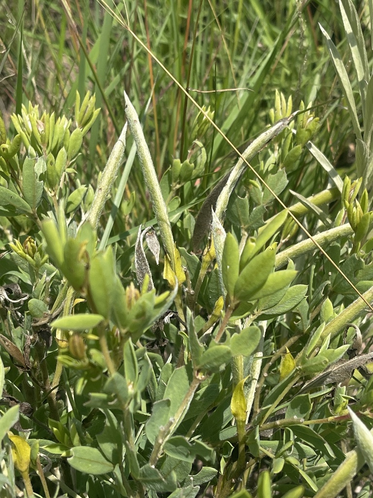 Graskop SIlverpod from Greater Tzaneen Rural, Tzaneen, LP, ZA on ...