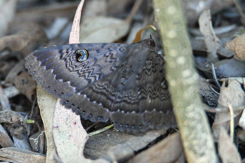Northern wattle moth from Top Camp QLD 4350, Australia on November 26 ...