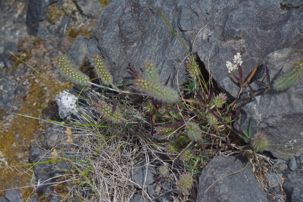 Narrow-leaved clover from Wellington, New Zealand on November 25, 2022 ...