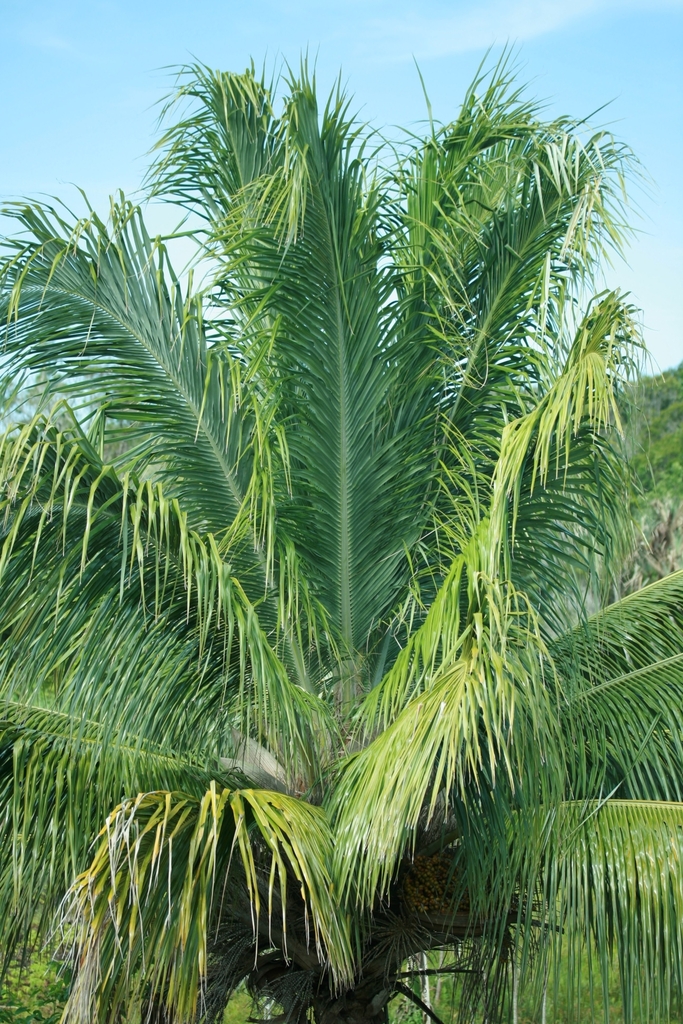 Giant Windowpane Palm in June 2008 by David Rabehevitra. Large palm ...