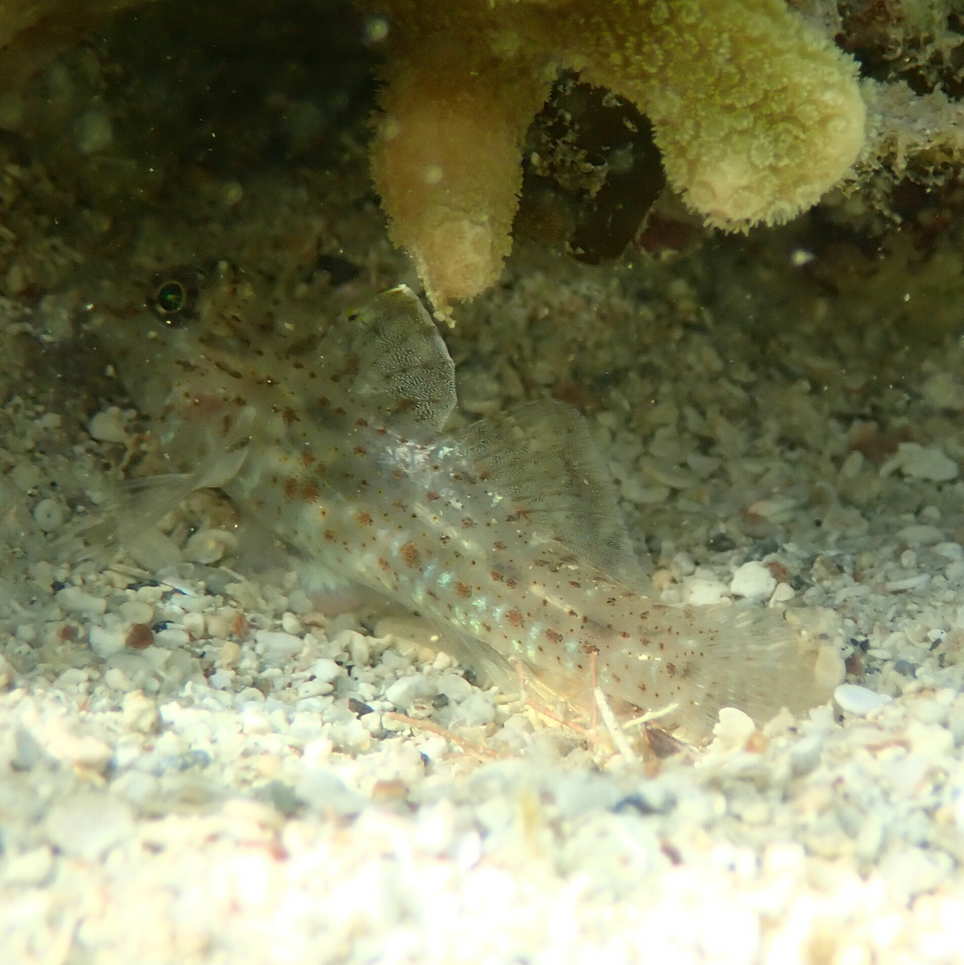 Fusigobius neophytus (Günther, 1877)