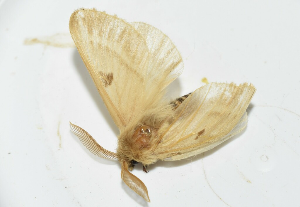 Lemonia balcanica from Περιφέρεια Βορείου Αιγαίου, Ελλάδα on November ...