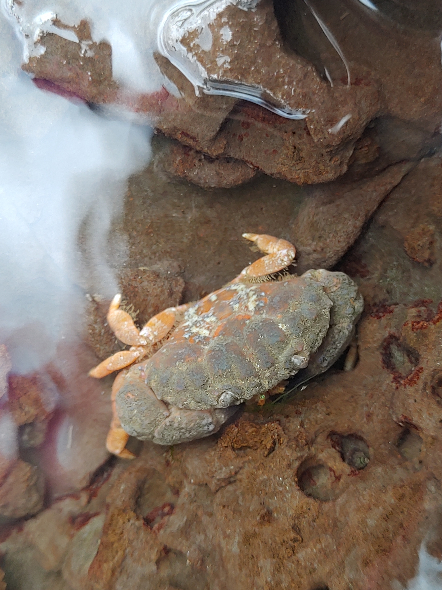 Leptodius sanguineus (H.Milne Edwards, 1834)