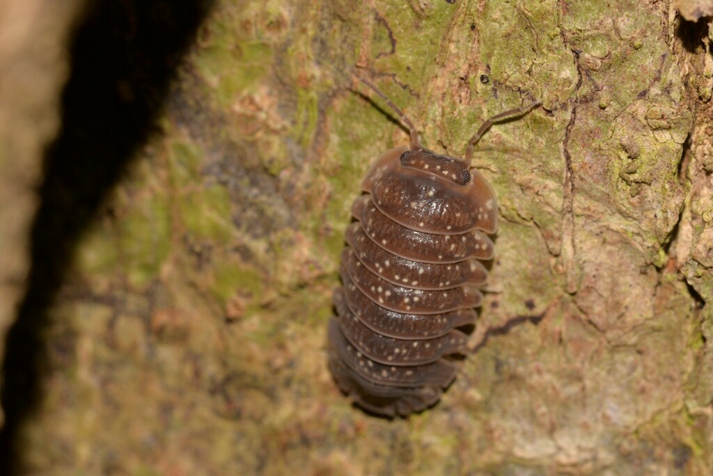 Cubaris fasciata from Lord Howe Island, Lord Howe Island, New South ...