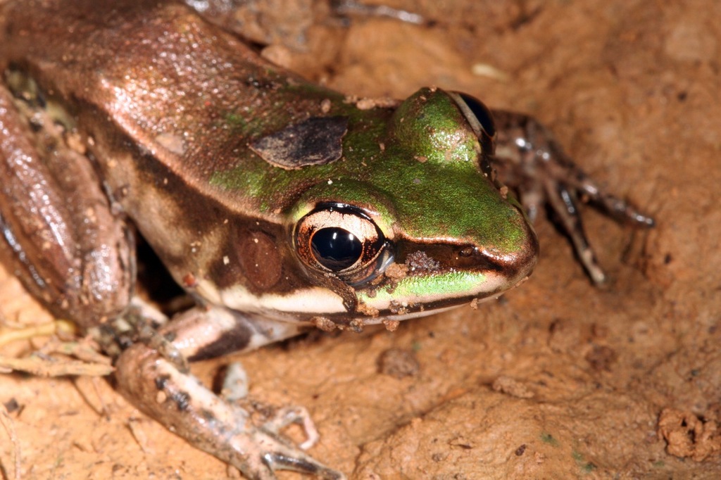 Rana verde (Anfibios de Morelos) · iNaturalist