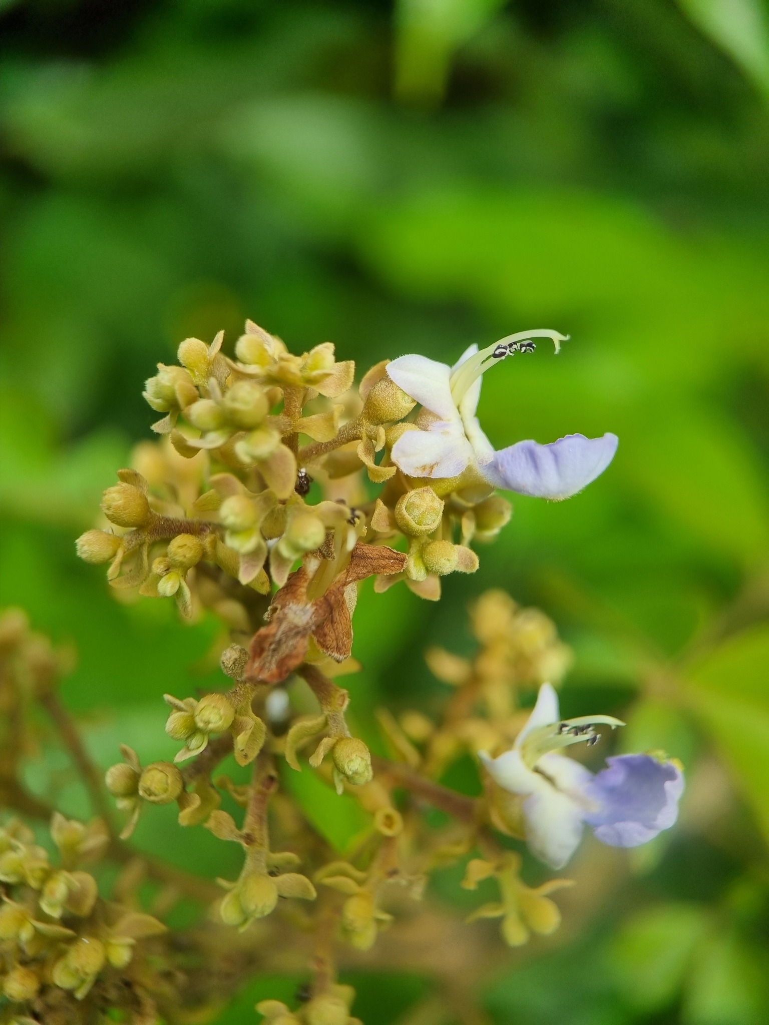 Vitex pinnata L.