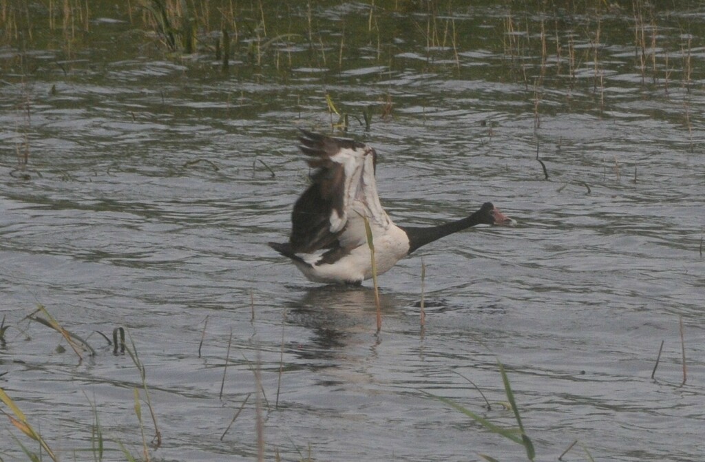 Magpie Goose from Bool Lagoon SA 5271, Australia on November 26, 2022 ...