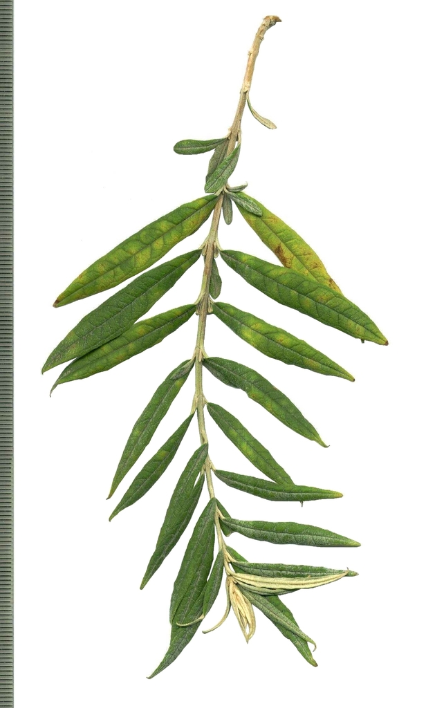 false olive (Finsbury test) · iNaturalist