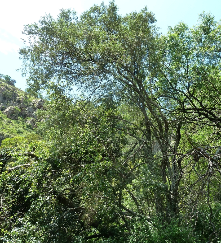 false olive (Finsbury test) · iNaturalist