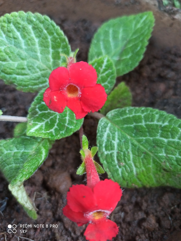 Episcia from Ramanthali on July 12, 2020 at 06:45 PM by sindhuharidas ...