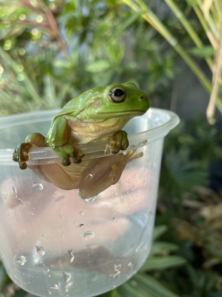 Australian Green Tree Frog from Plumer St, Sherwood, QLD, AU on March ...