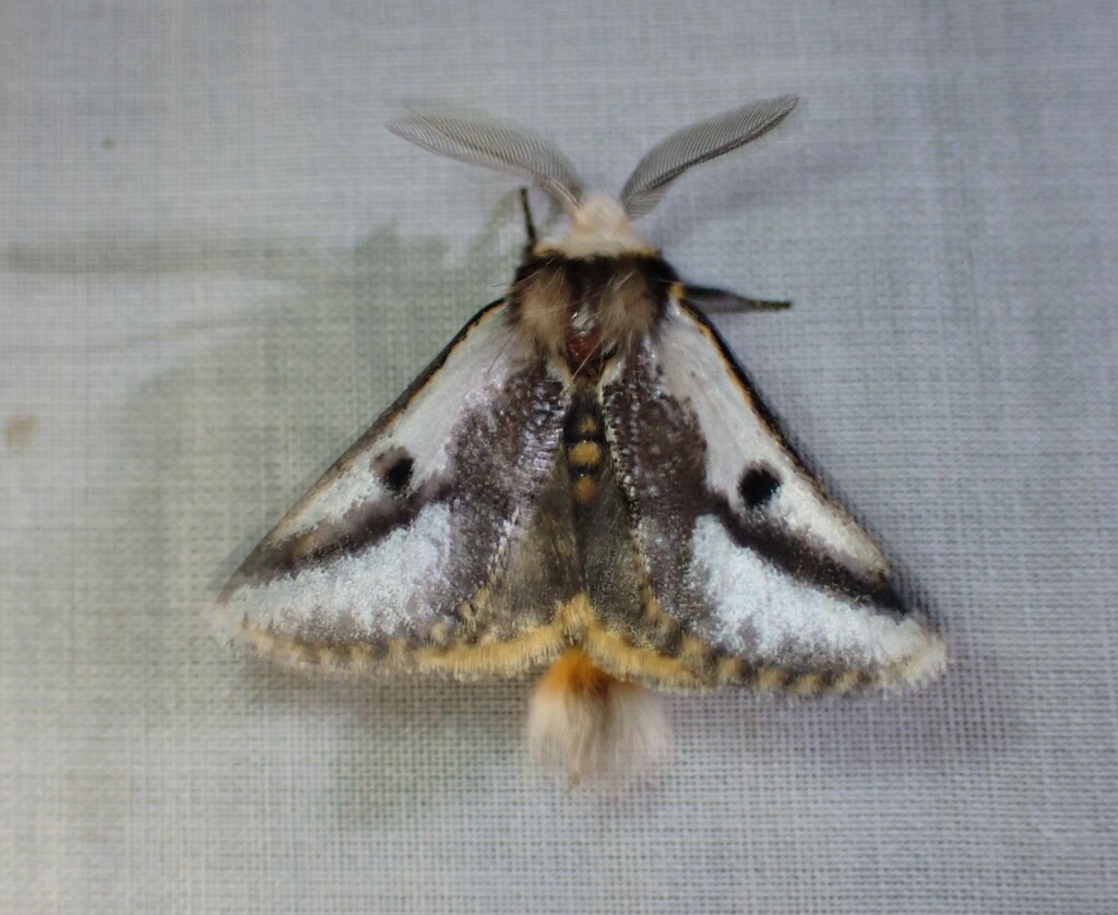 Black Spot Moth from 36 Woodlands Rd, Tuerong VIC 3915, Australia on ...