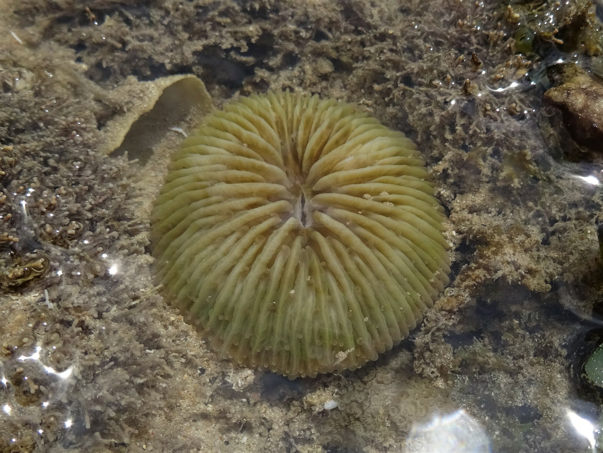 Cycloseris cyclolites (Lamarck, 1815)