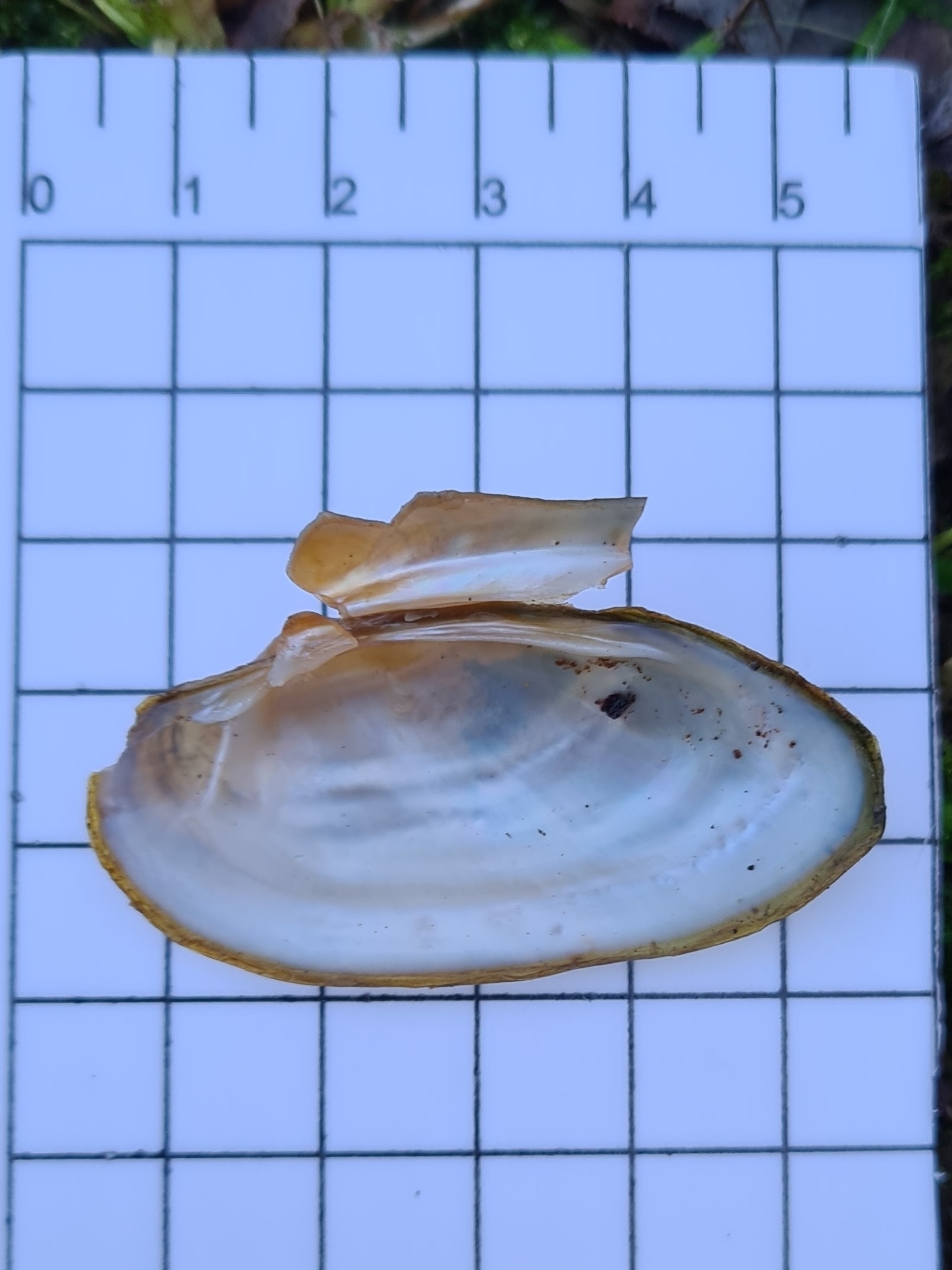 Unio mancus Lamarck, 1819