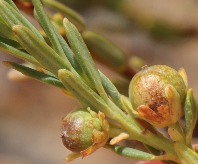 Cluts (Clutia) - Botanical Realm
