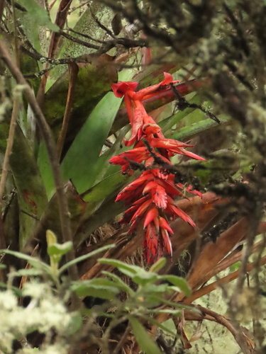 Tillandsia compacta · iNaturalist