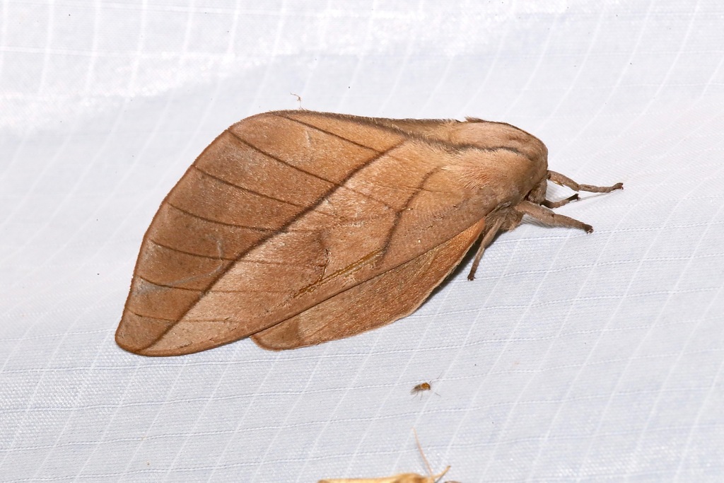 Royal Moths from Archidona, EC-NA, EC on April 01, 2018 by Laura ...