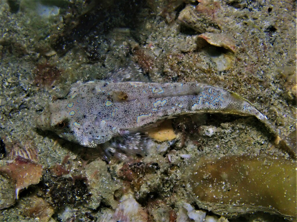 Painted Stinkfish from Kwinana Grain Loading Jetty, Kwinana Beach, WA ...