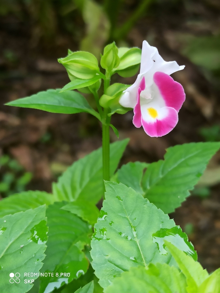 wishbone flower from Ramanthali on September 01, 2020 at 08:00 AM by ...