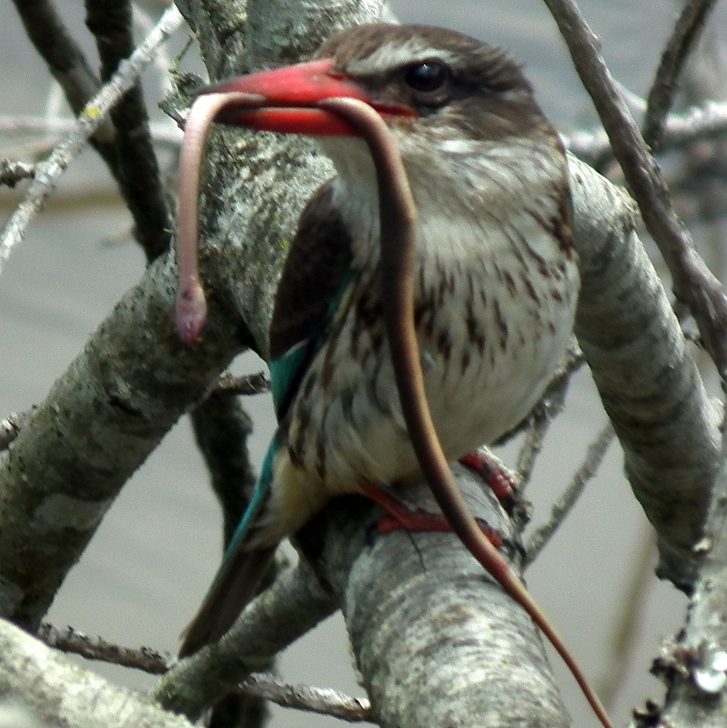 Common Brown Water Snake from Garden Route Botanical Garden on November ...