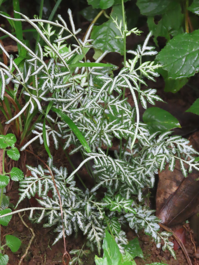 Pteris ensiformis victoriae from Los Algarrobos Arriba, Los Algarrobos ...