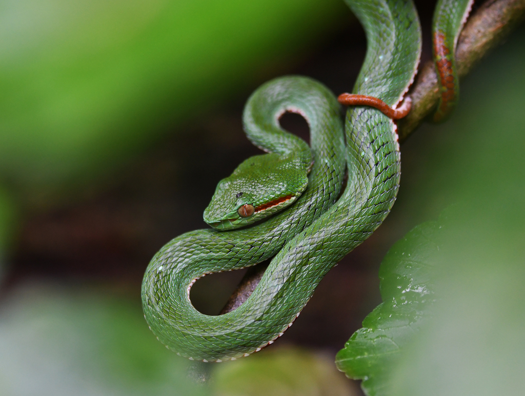 Pope’s Tree Viper from Huai Mae Priang, Kaeng Krachan District ...