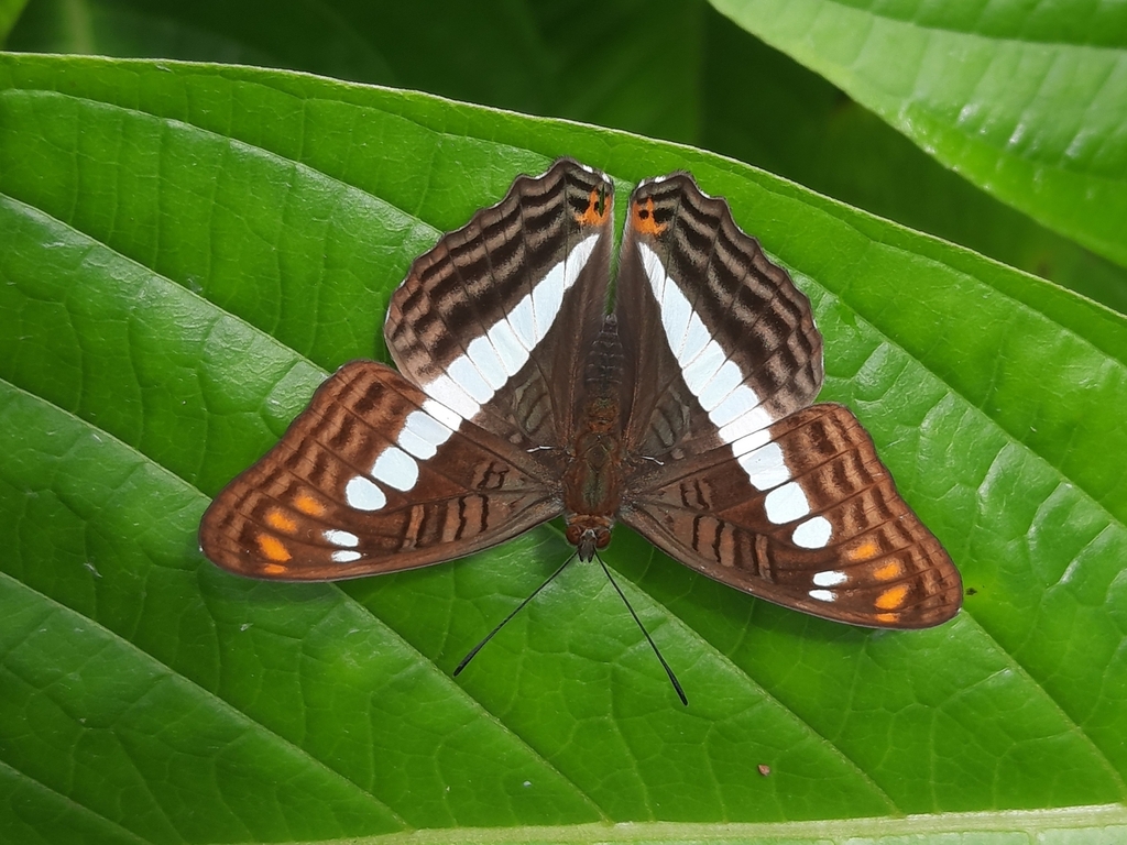 Adelpha alala negra desde Baraya, Huila, Colombia el 26 de noviembre de ...