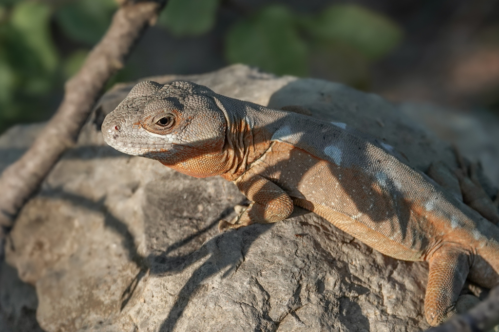 Southern Grumbler from Talca, Maule, Chile on November 01, 2022 at 06: ...