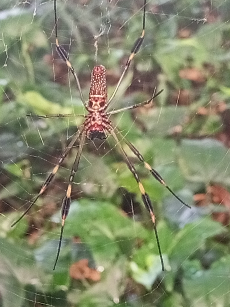 Golden Silk Spider from Finca 52 on November 26, 2022 at 10:02 AM by ...