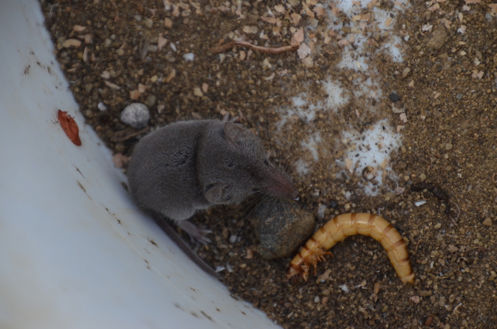 Crawford's Gray Shrew (Wildlife and Wildflowers of Texas - Mammals ...