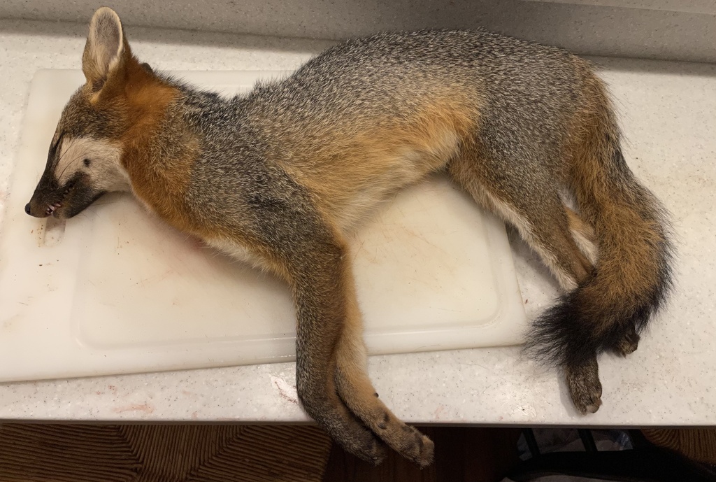 Gray Fox from Conecuh National Forest, Andalusia, AL, US on October 16 ...