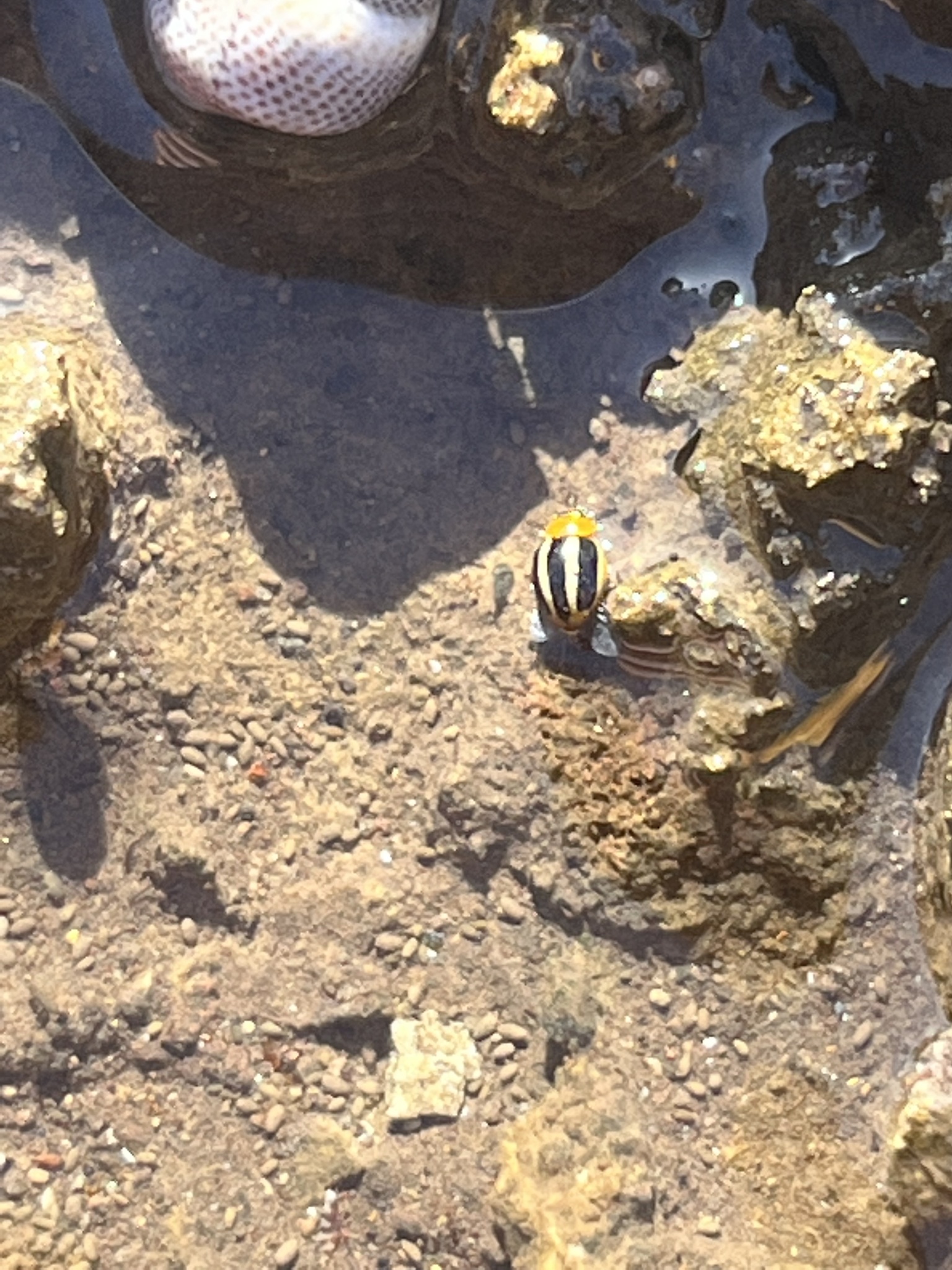 Brumoides E.A.Chapin, 1965