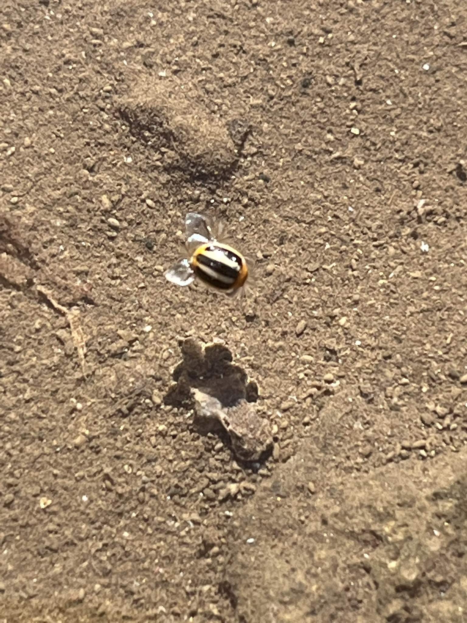 Brumoides E.A.Chapin, 1965