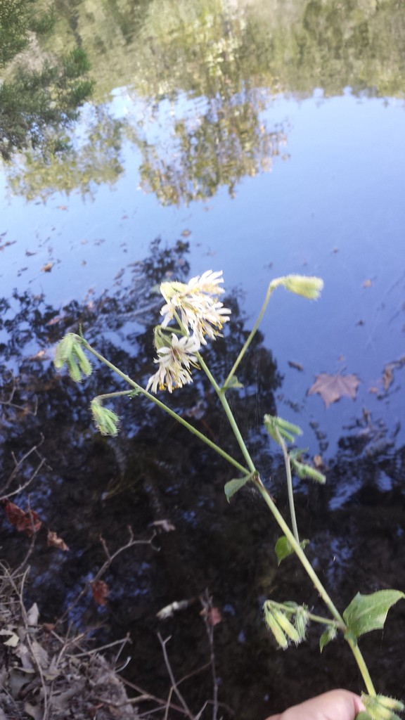 Canyon rattlesnake-root (Wildlife and Wildflowers of Texas - Plants Pt ...