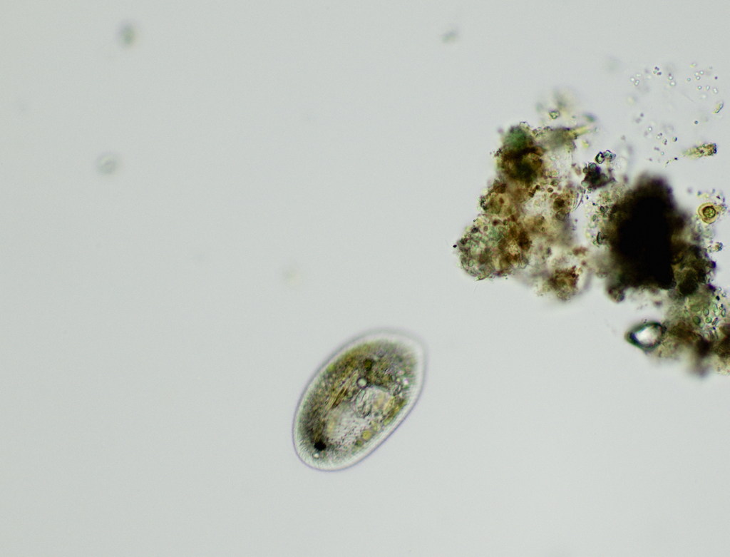 Frontonia atra in November 2022 by Bettina Harvey · iNaturalist