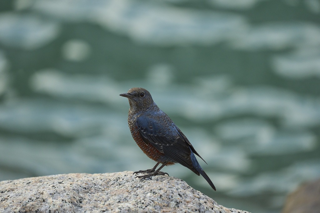 Blue Rock-Thrush from 香港 on November 26, 2022 at 04:16 PM by Darth ...